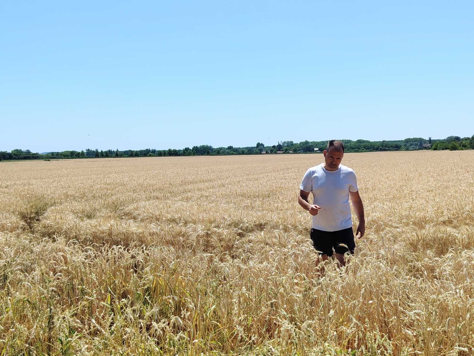 ŠKRBIĆ: Pšenica solidna, ali velika suša opasno ugrožava kukuruz i ...